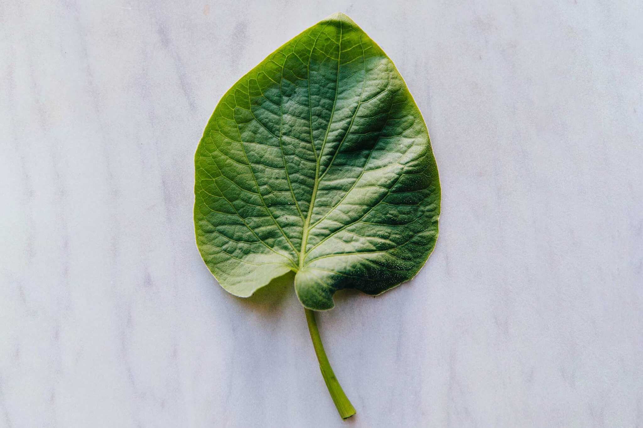 Fresh Hoja Santa leaves - 2 leaves - Westlandpeppers