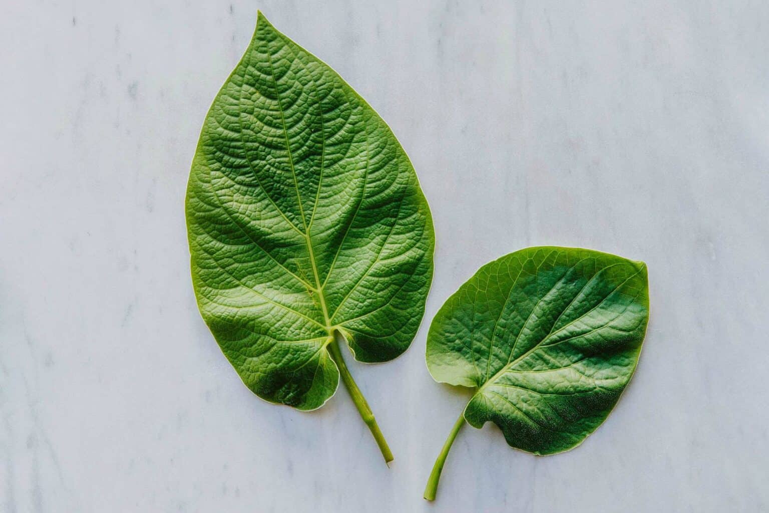 Fresh Hoja Santa leaves - 2 leaves - Westlandpeppers
