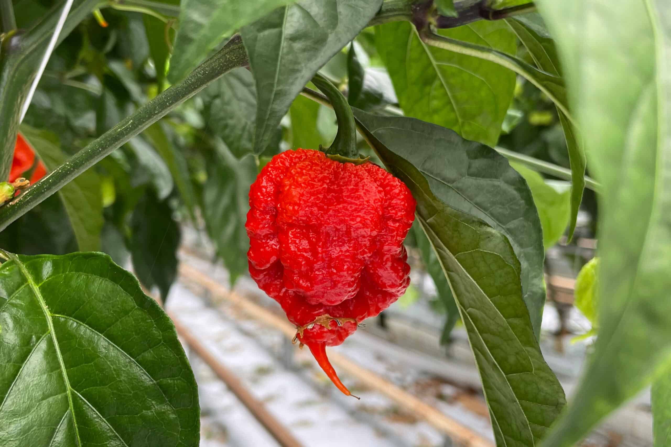 First aid for too spicy peppers! - Westlandpeppers